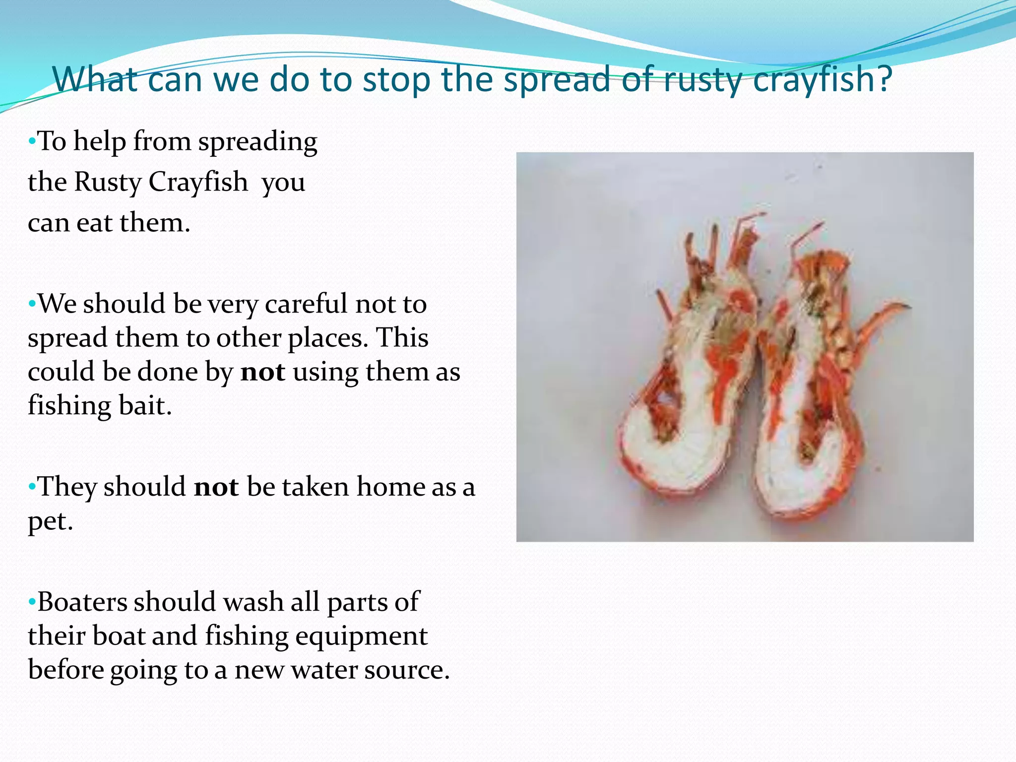 Rusty crayfish powerpoint.pptx kevin | PPTX