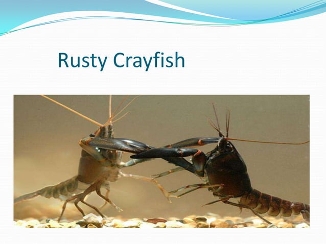 Rusty crayfish powerpoint.pptx kevin | PPTX | Fish and Aquariums | Pets