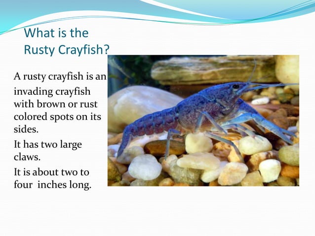 Rusty crayfish powerpoint.pptx kevin | PPTX | Fish and Aquariums | Pets