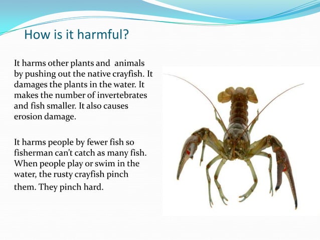 Rusty crayfish powerpoint.pptx kevin | PPTX | Fish and Aquariums | Pets