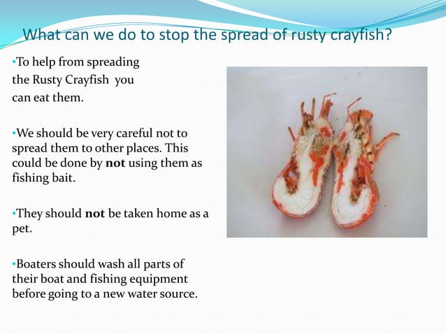Rusty crayfish powerpoint.pptx kevin | PPTX | Fish and Aquariums | Pets