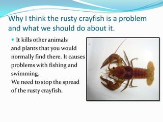 Rusty crayfish powerpoint.pptx kevin | PPTX