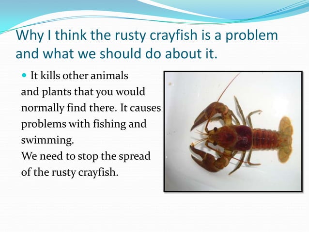 Rusty crayfish powerpoint.pptx kevin | PPTX | Fish and Aquariums | Pets