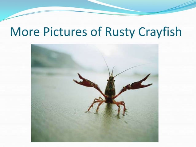 Rusty crayfish powerpoint.pptx kevin | PPT