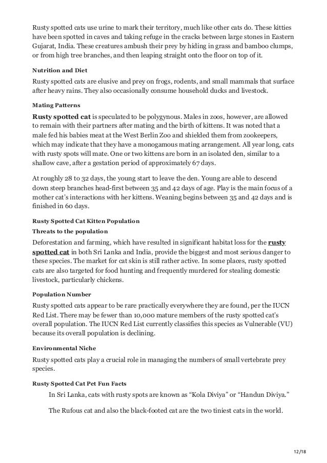 Rusty Spotted Cat | PDF