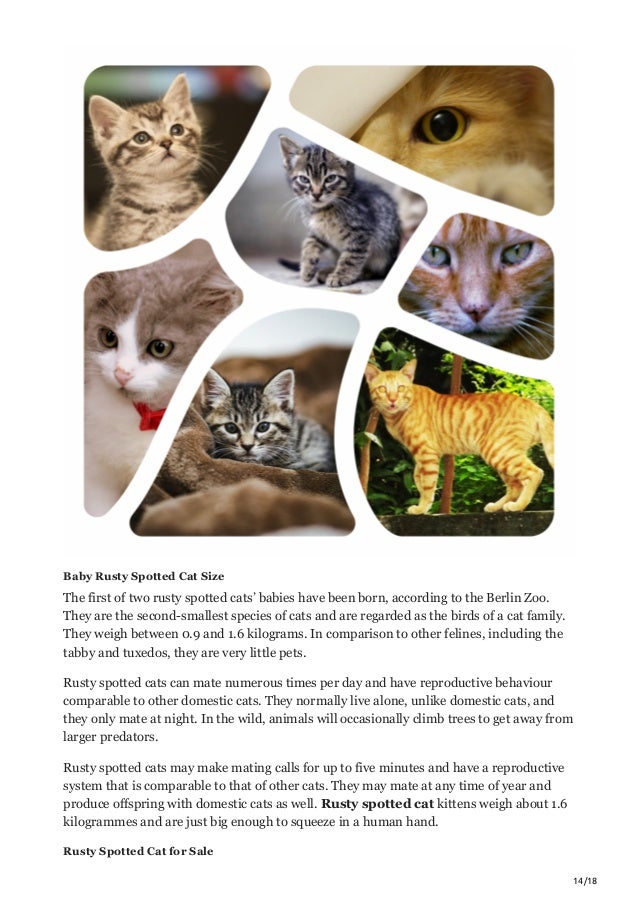 Rusty Spotted Cat | PDF