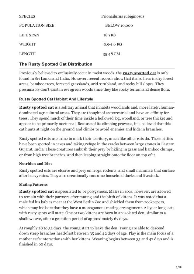 Rusty Spotted Cat | PDF