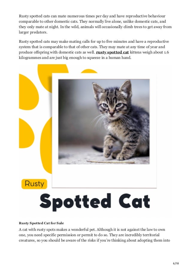 Rusty Spotted Cat | PDF