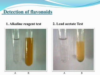 PHYTOCHEMICAL ANALYSIS OF RUTA GRAVEOLENS | PPTX