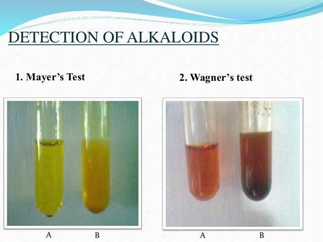 PHYTOCHEMICAL ANALYSIS OF RUTA GRAVEOLENS