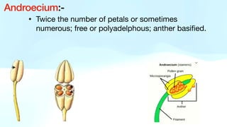 Family Rutaceae.pdf | Herbs and Supplements | Alternative Medicine