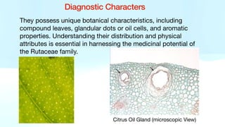 Family Rutaceae.pdf | Herbs and Supplements | Alternative Medicine