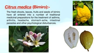 Family Rutaceae.pdf | Herbs and Supplements | Alternative Medicine