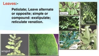 Family Rutaceae.pdf | Herbs and Supplements | Alternative Medicine