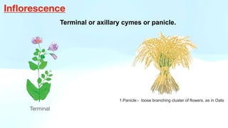 Family Rutaceae.pdf | Herbs and Supplements | Alternative Medicine