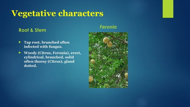 Rutaceae Family Description - Orange Family.pptx