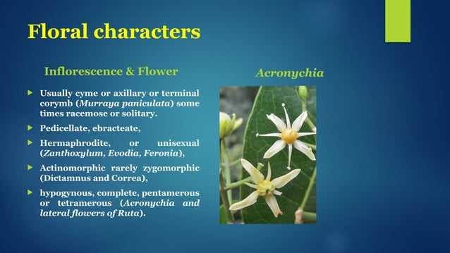 Rutaceae Family Description - Orange Family.pptx