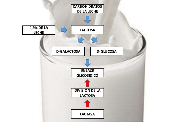 Lactosa on emaze