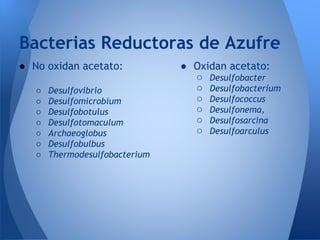 Rutas asimilativas y disimilativas | PPTX