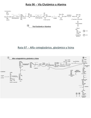 Rutas metabolicas | DOCX