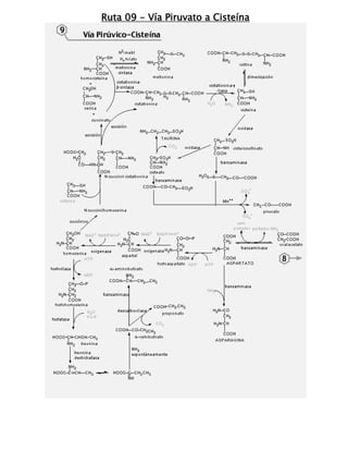 Rutas metabolicas | DOCX
