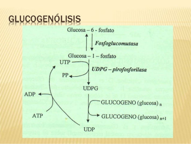 Rutas Metabolicas