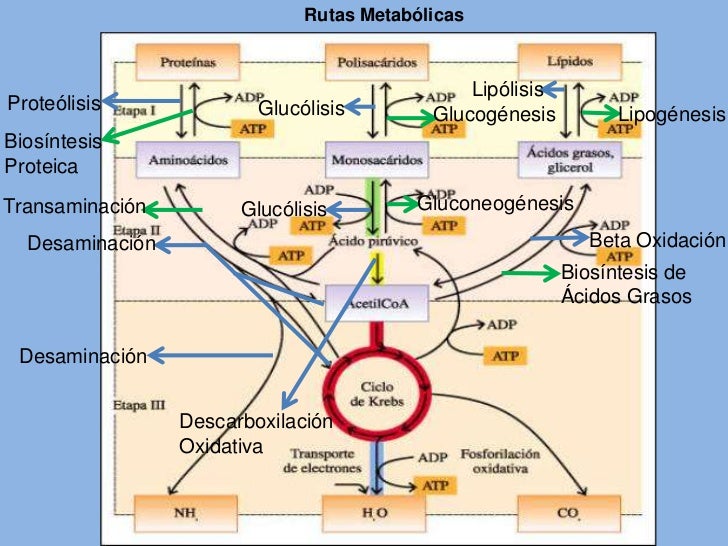 Rutas metabolicas
