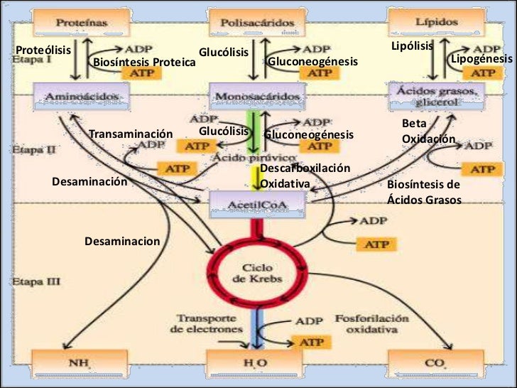 Rutas metabolicas