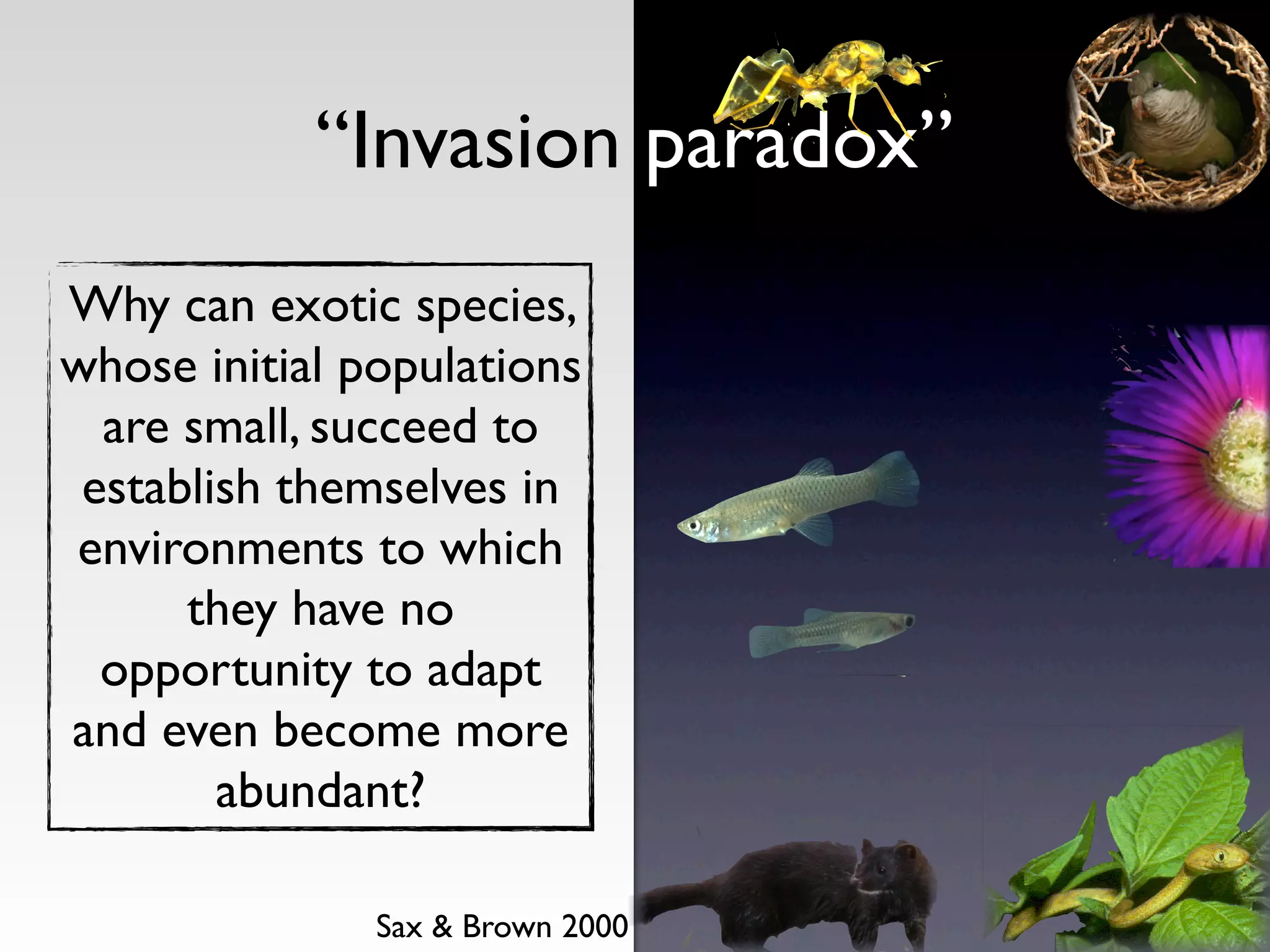 Invasion Ecology Seminar | PDF