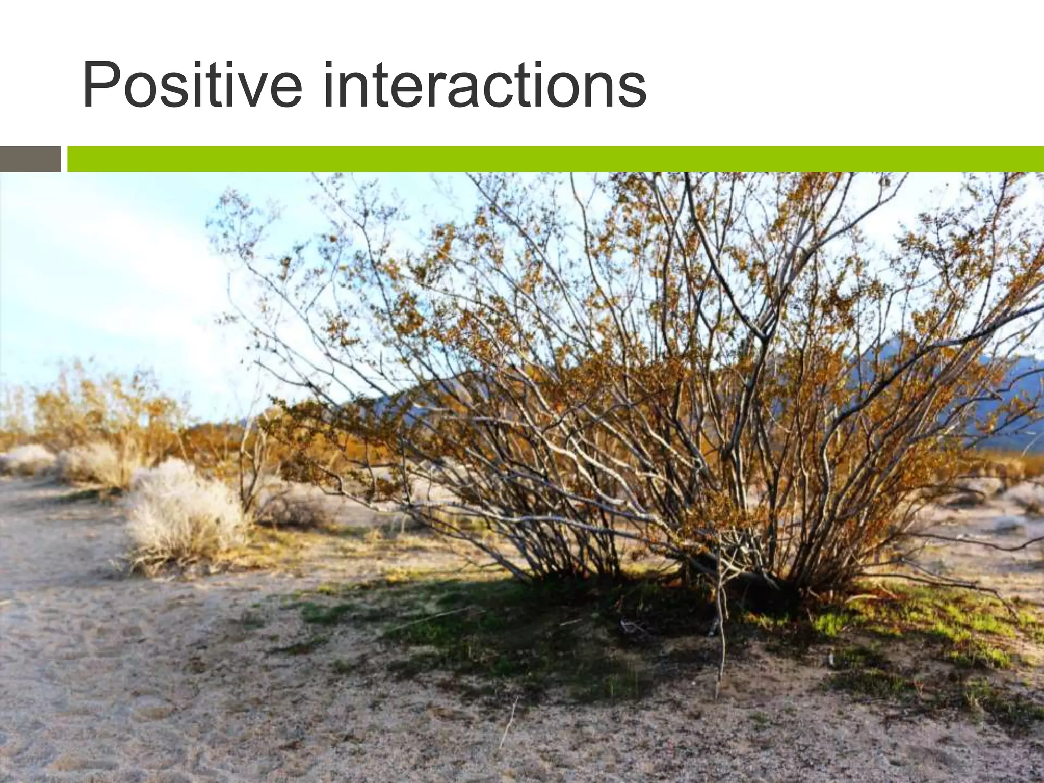 Decoupling the direct and indirect pathways of basal plant facilitation ...