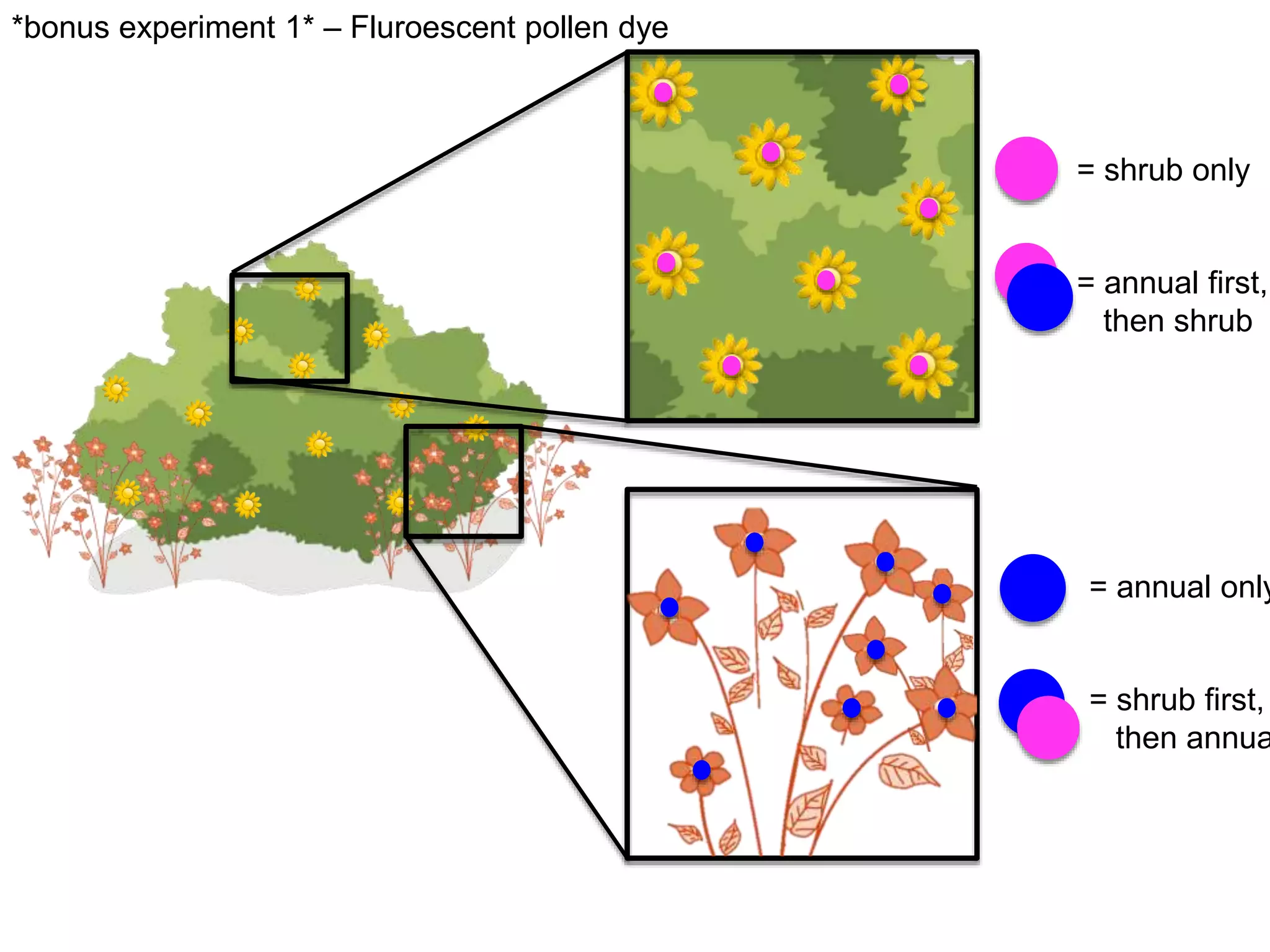 Decoupling the direct and indirect pathways of basal plant facilitation ...