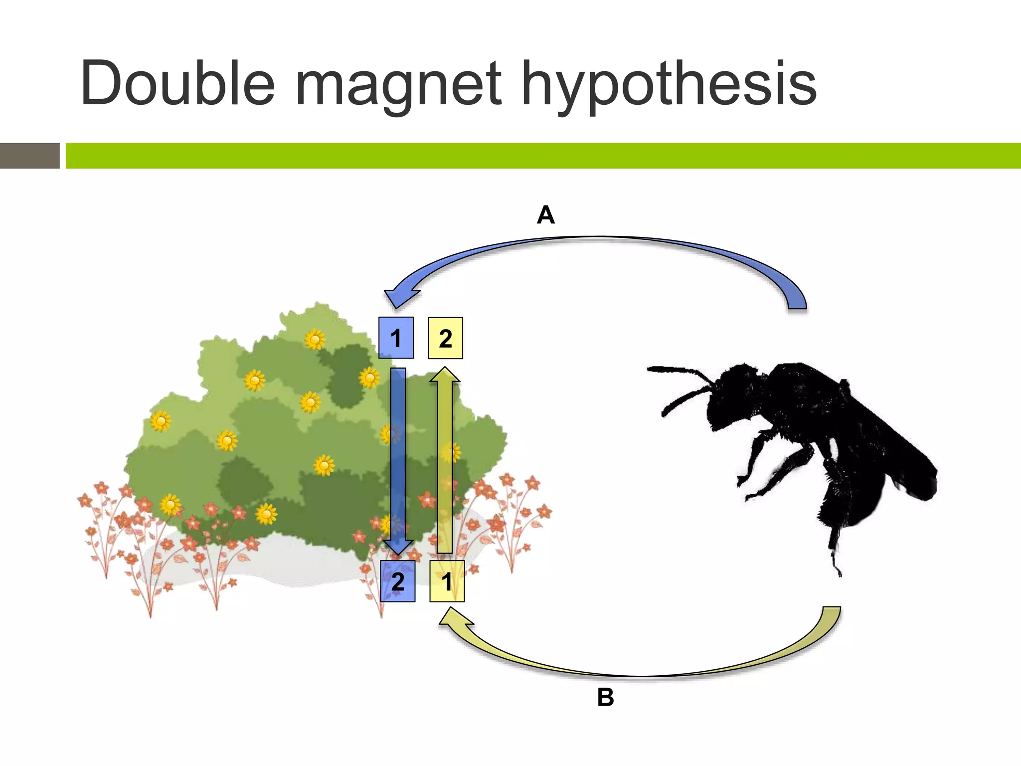Decoupling the direct and indirect pathways of basal plant facilitation ...