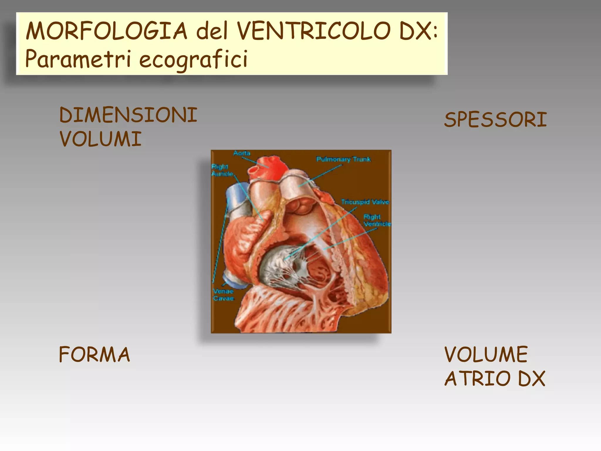 VALUTAZIONE ECOCARDIOGRAFICA del VENTRICOLO DESTRO 1 - right ventricle ...