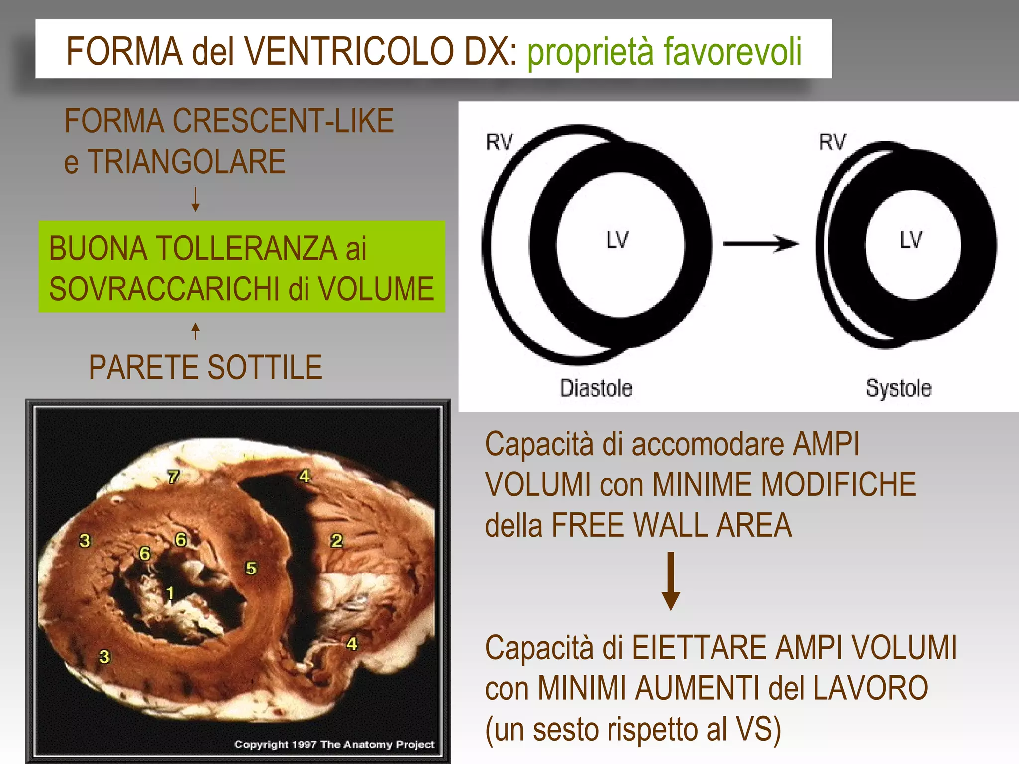 VALUTAZIONE ECOCARDIOGRAFICA del VENTRICOLO DESTRO 1 - right ventricle ...