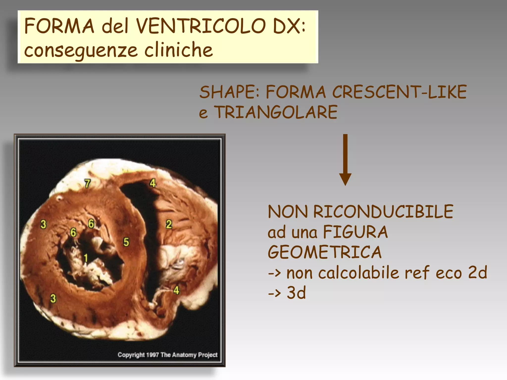 VALUTAZIONE ECOCARDIOGRAFICA del VENTRICOLO DESTRO 1 - right ventricle ...