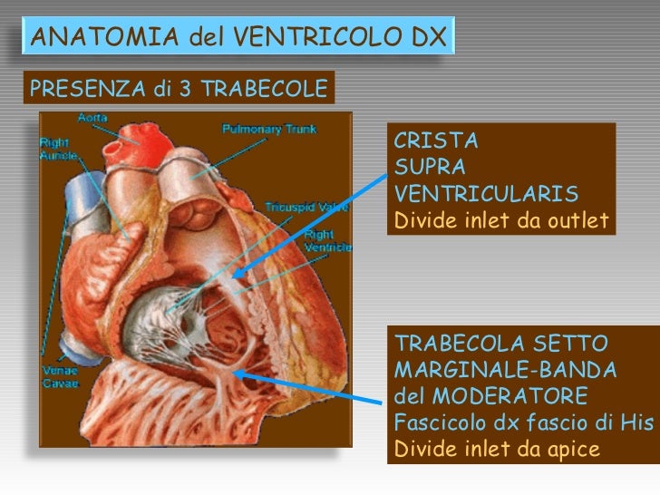 VALUTAZIONE ECOCARDIOGRAFICA del VENTRICOLO DESTRO 1 - right ventricl…