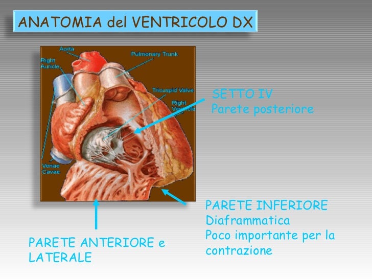 VALUTAZIONE ECOCARDIOGRAFICA del VENTRICOLO DESTRO 1 - right ventricl…