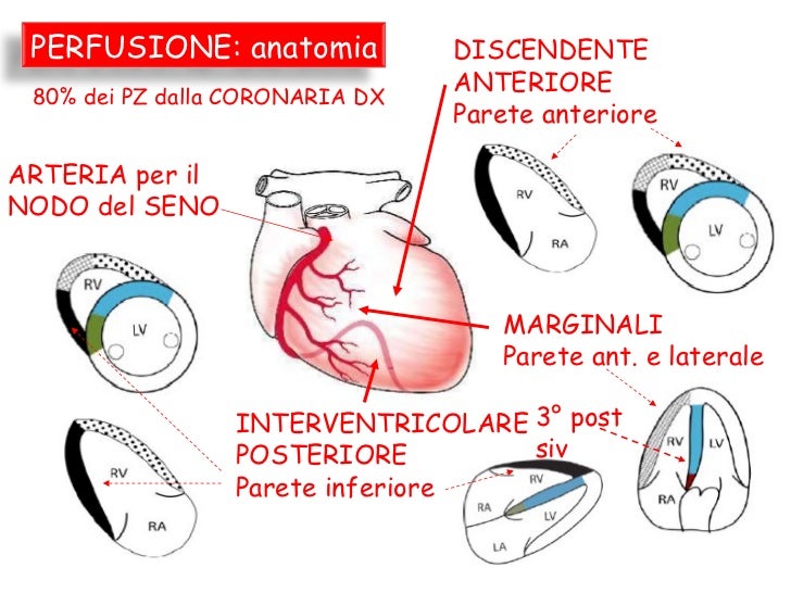 VALUTAZIONE ECOCARDIOGRAFICA del VENTRICOLO DESTRO 2 - right ventricl…