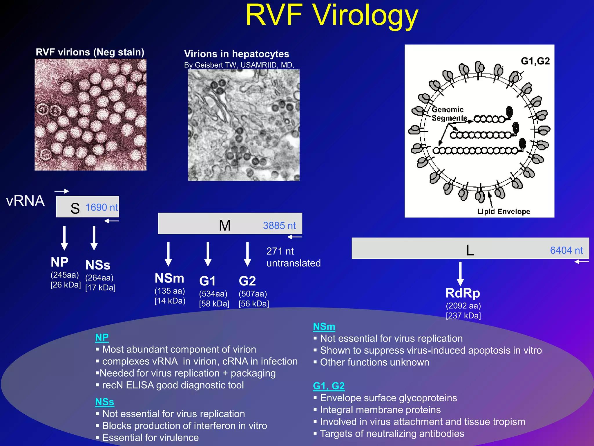 Rift Valley fever virus: Diagnosis and vaccines | PDF