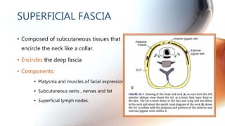 CT anatomy of Neck Spaces RV | PPTX