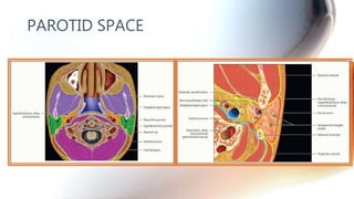 CT anatomy of Neck Spaces RV | PPTX