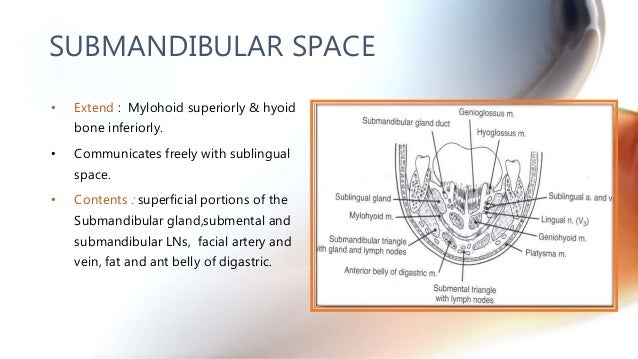 CT anatomy of Neck Spaces RV