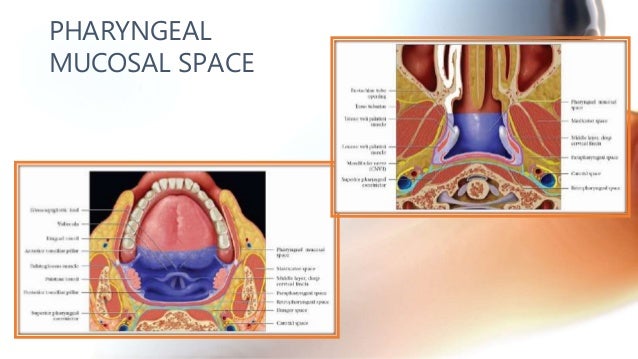 CT anatomy of Neck Spaces RV