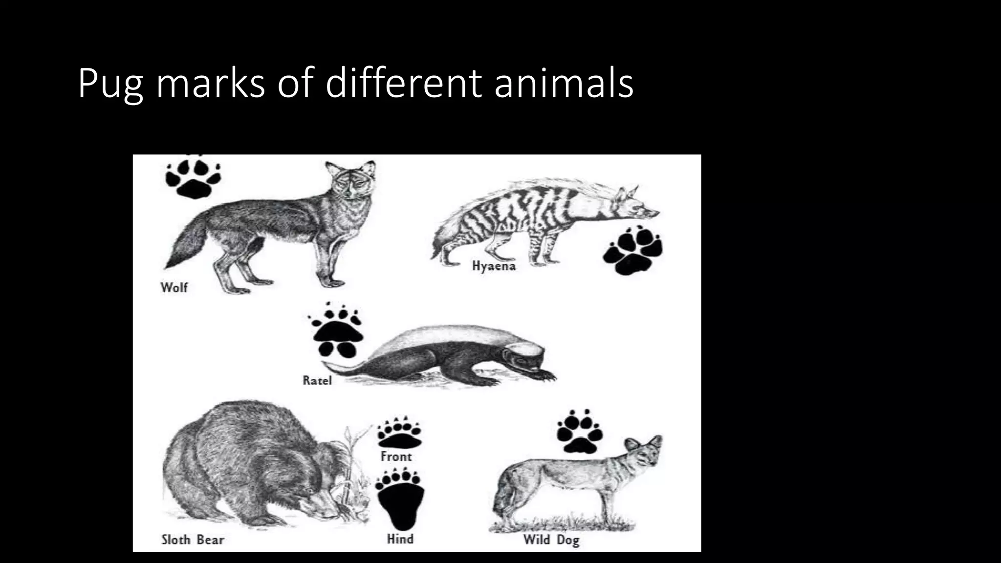 Forensic Pug Marks PPT | PPTX