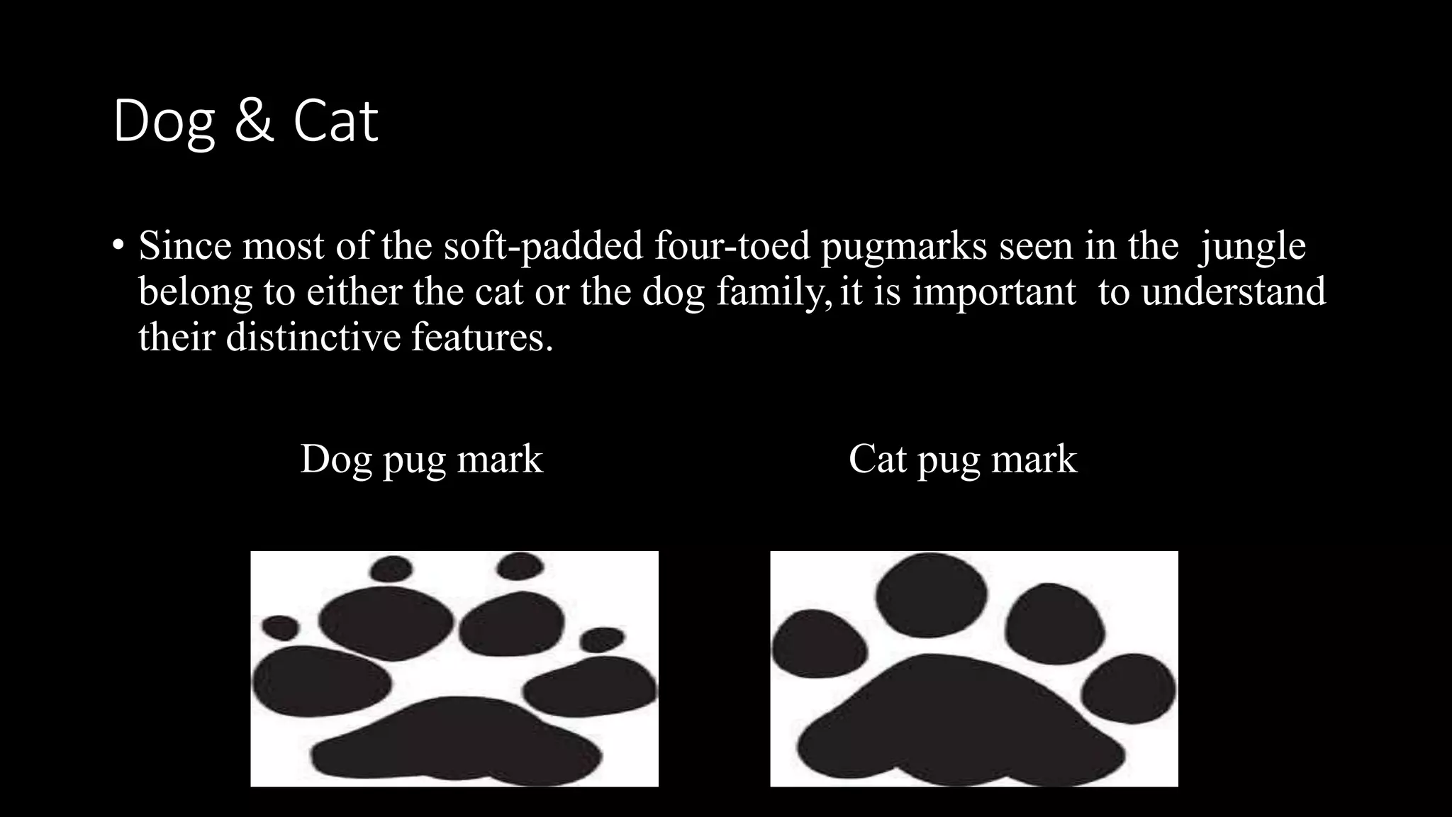Forensic Pug Marks PPT | PPTX