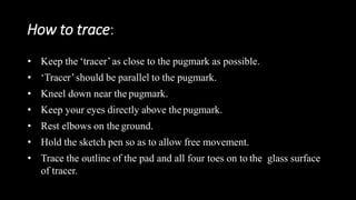 Forensic Pug Marks PPT | PPTX