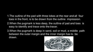 Forensic Pug Marks PPT | PPTX