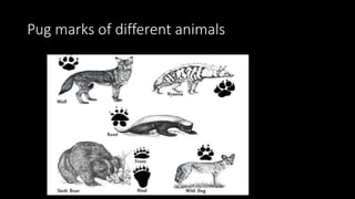 Forensic Pug Marks PPT | PPTX