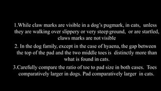 Forensic Pug Marks PPT | PPTX