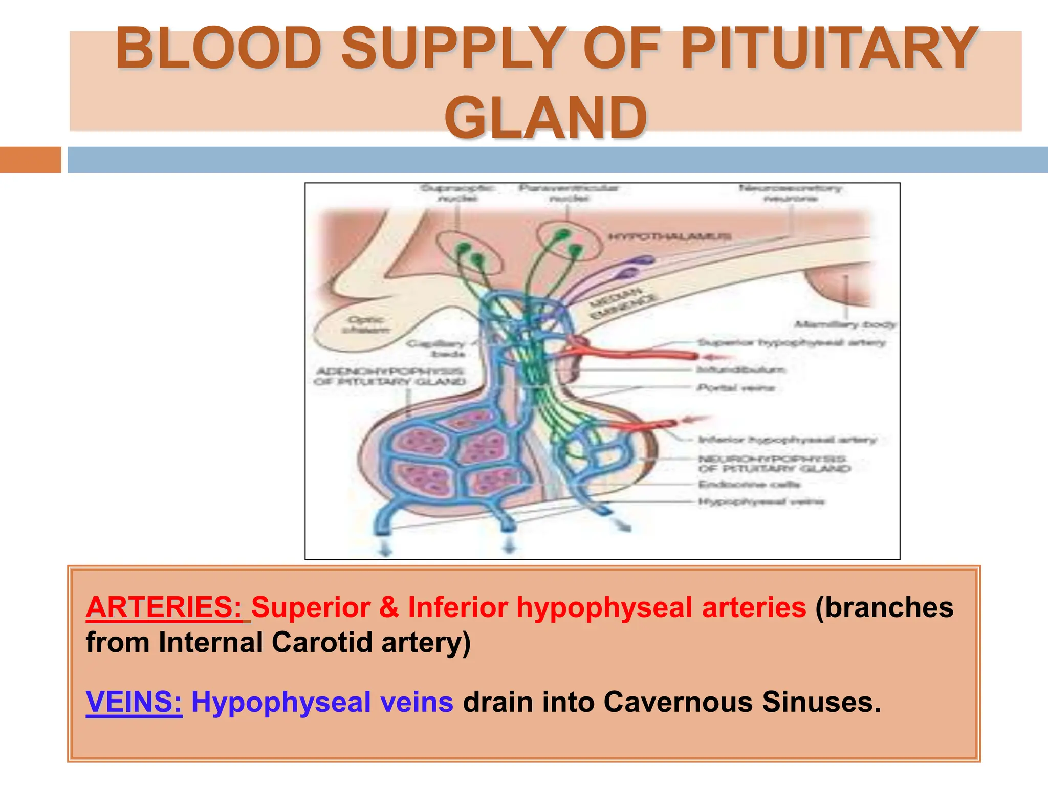 Endocrine system _Anatomy_of_pituitary_gland | PPT
